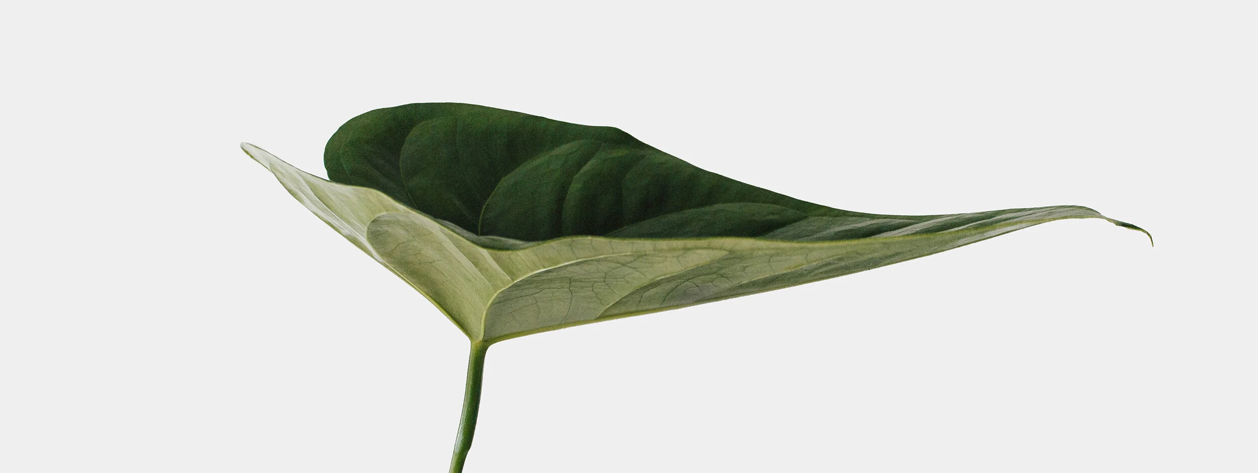 ILU HUB | Natural and Organic Beauty Therapy, WANAKA