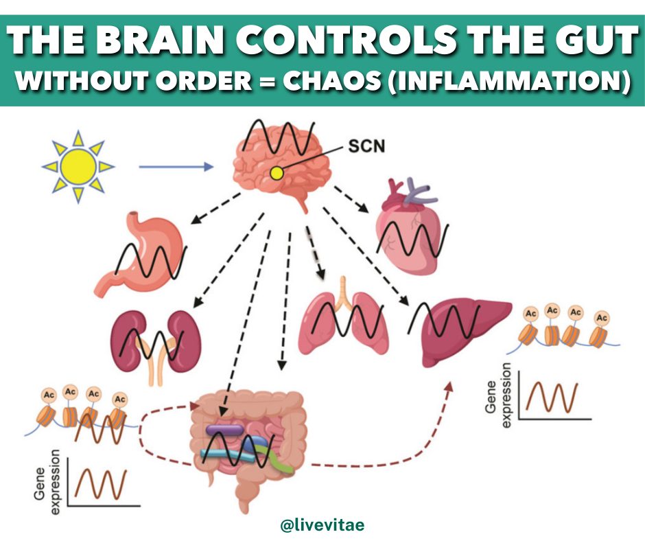 Gut health: Circadian Biology and Light Cycles - Live Vitae