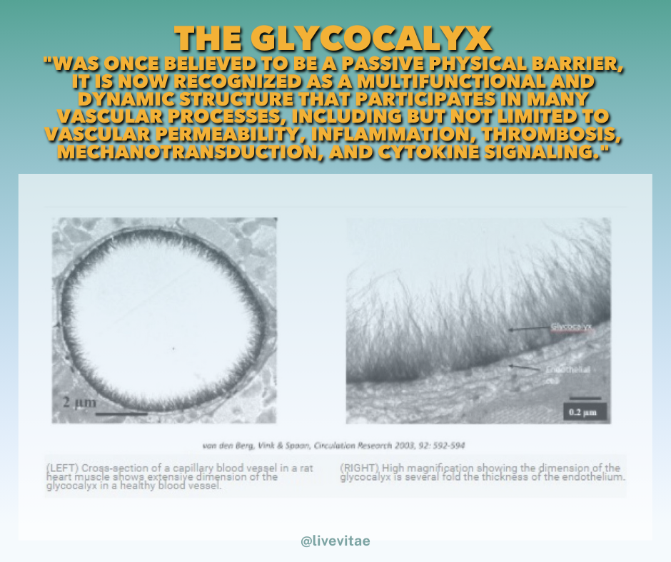 Unveiling the Glycocalyx: Your Body's Hidden Shield of Health - Live Vitae