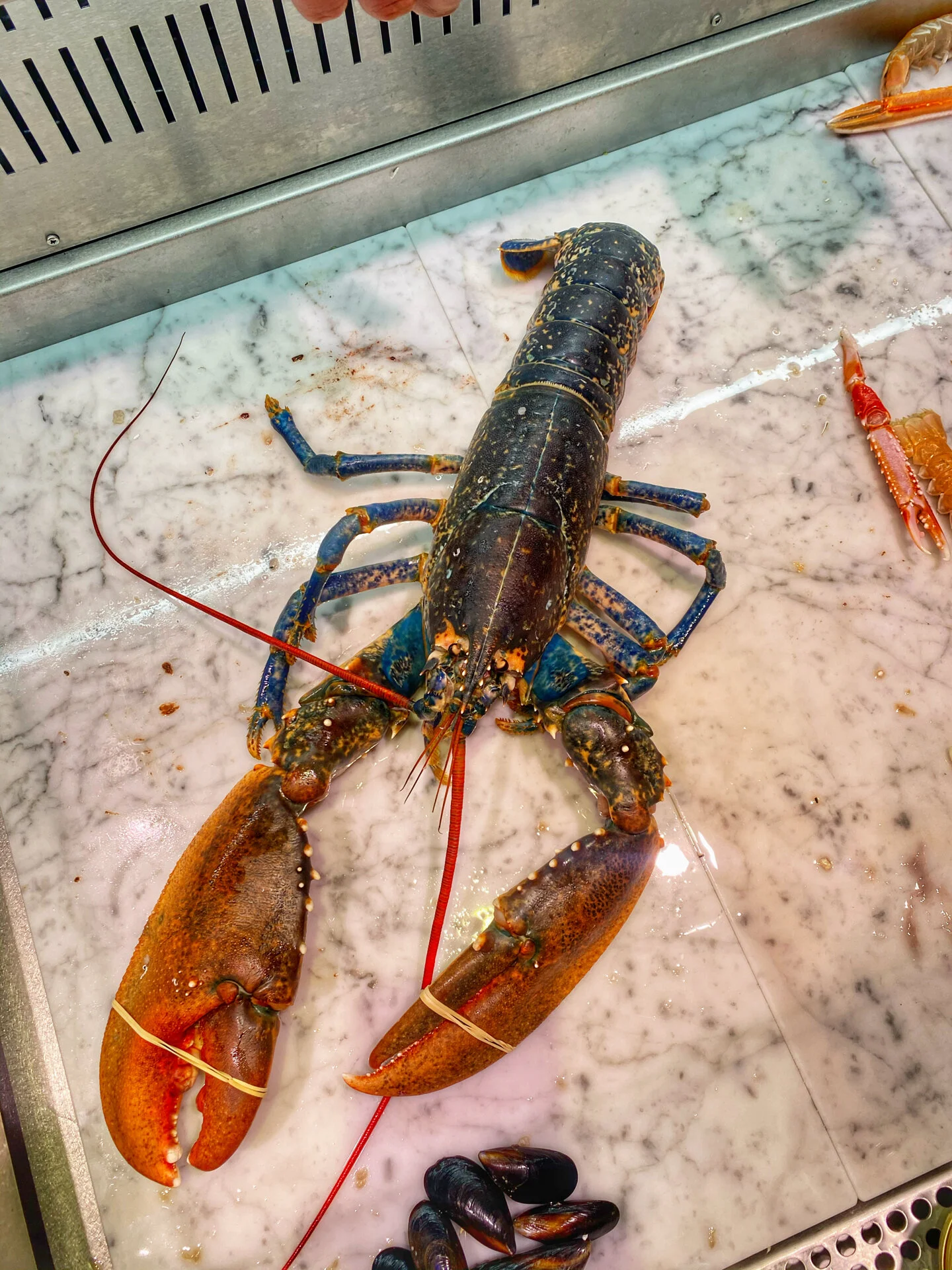 Lobster Stock Recipe & Health Benefits - Live Vitae