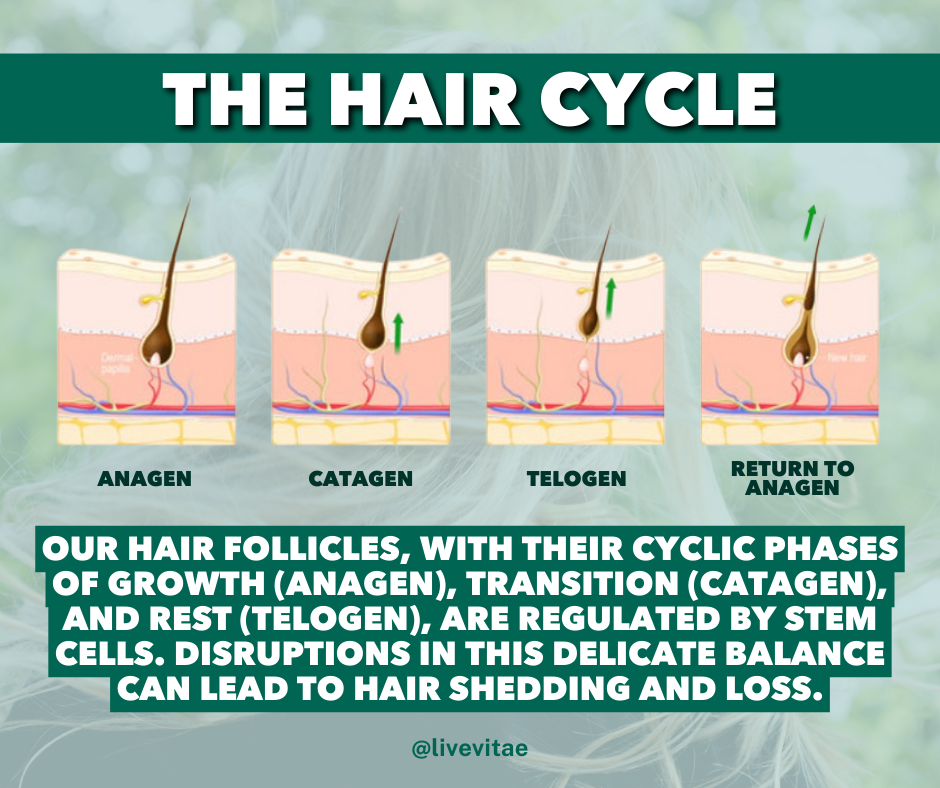 Navigating the Maze of Hair Loss: A Personal Approach - Live Vitae
