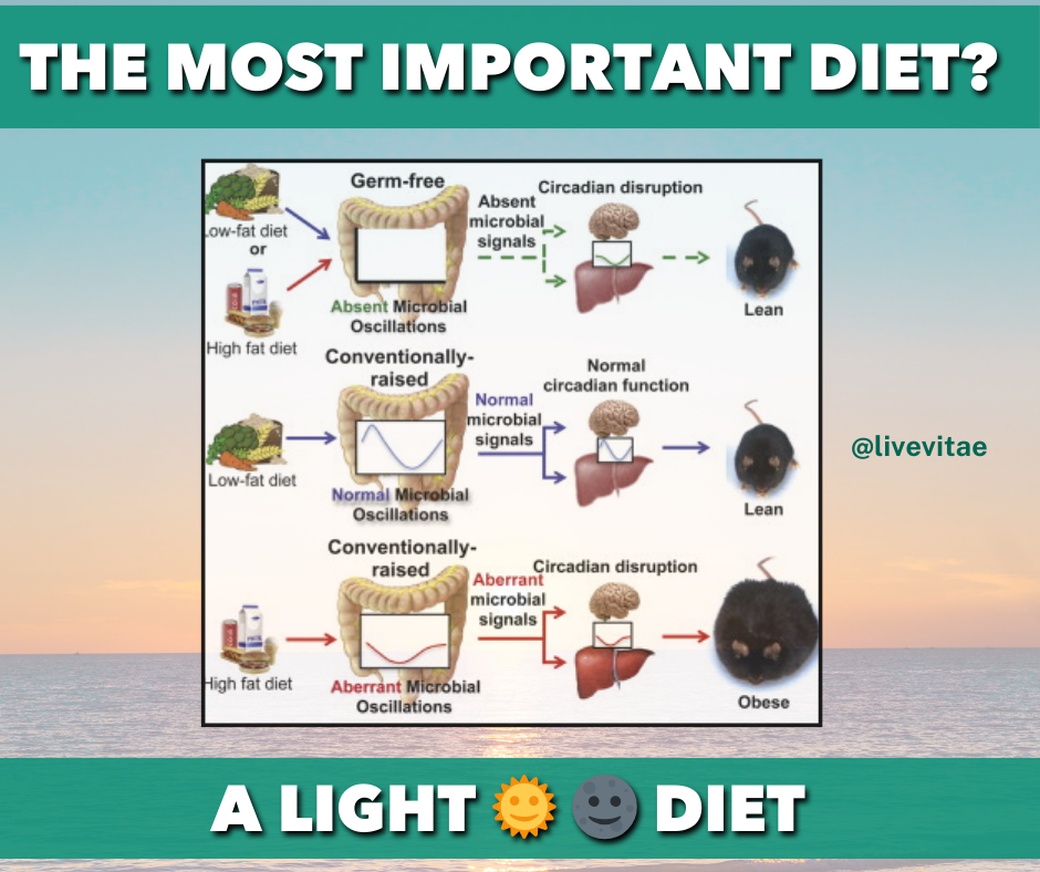 Gut health: Circadian Biology and Light Cycles - Live Vitae