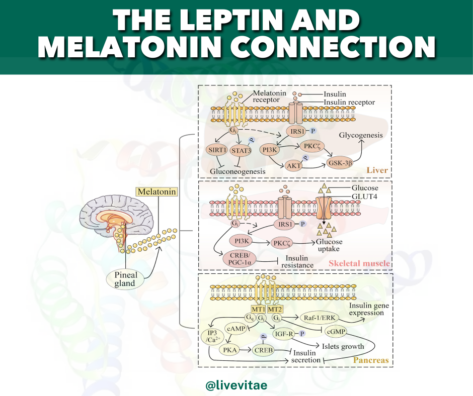 How Artificial Light Makes Us Fat - Live Vitae