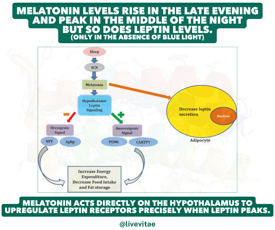 How Artificial Light Makes Us Fat - Live Vitae
