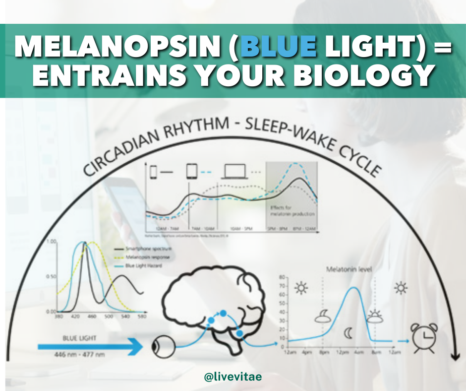 Gut health: Circadian Biology and Light Cycles - Live Vitae