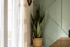 My Favorite Houseplants (And How I Keep Them Alive) — Olive & June Home ...