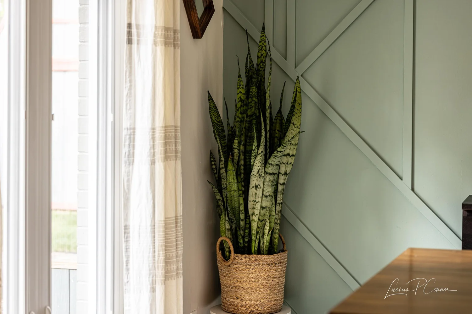 My Favorite Houseplants (And How I Keep Them Alive) — Olive & June Home ...