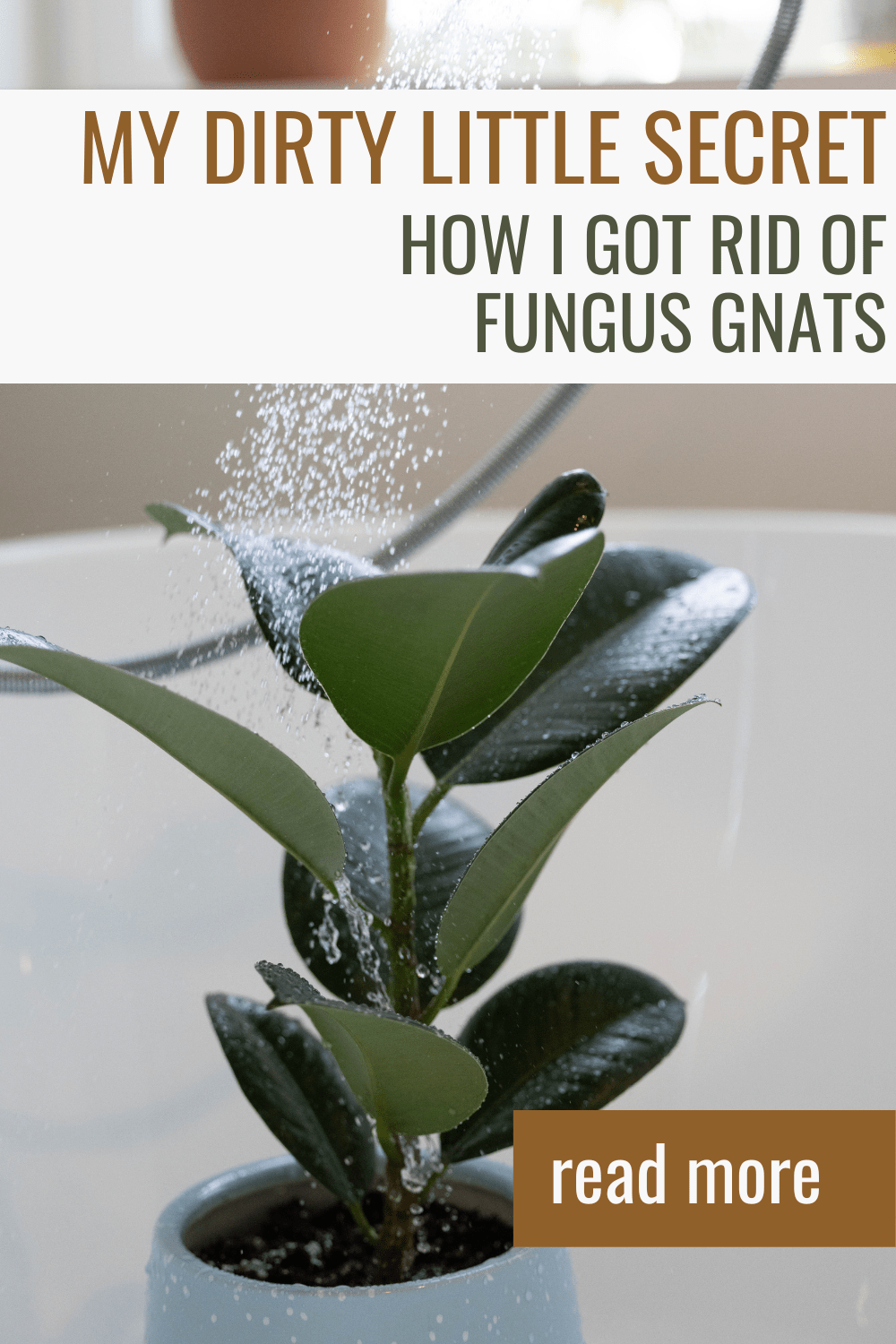 How I Got Rid of Fungus Gnats — Olive & June Home: Bold, Functional ...