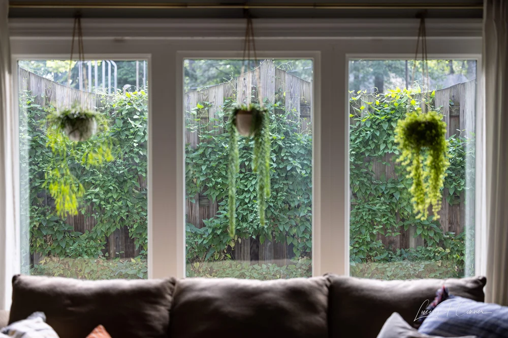 My Favorite Houseplants (And How I Keep Them Alive) — Olive & June Home ...