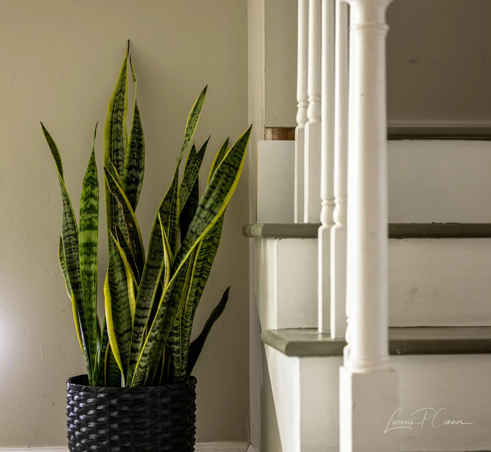 My Favorite Houseplants (And How I Keep Them Alive) — Olive & June Home ...