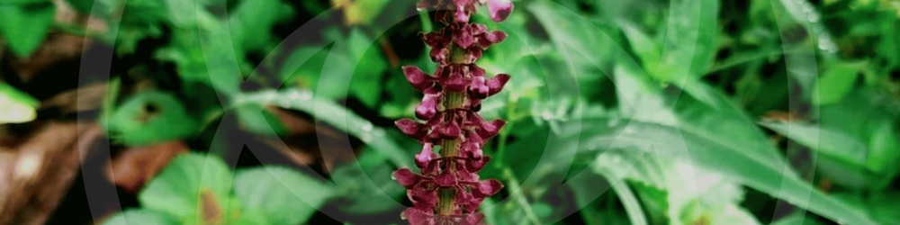 Salvia Divinorum: Harm Reduction Advice — The Psychedelic Society