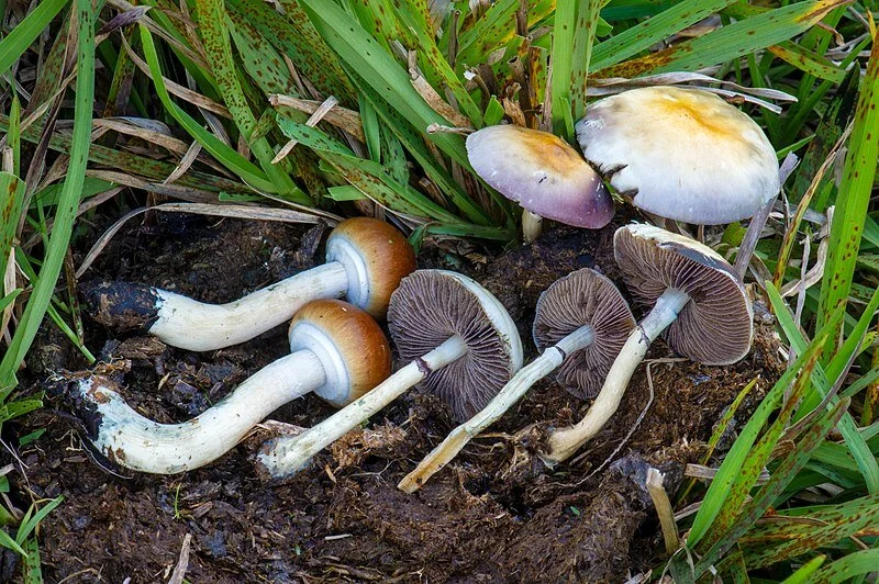 Entheogens — The Psychedelic Society