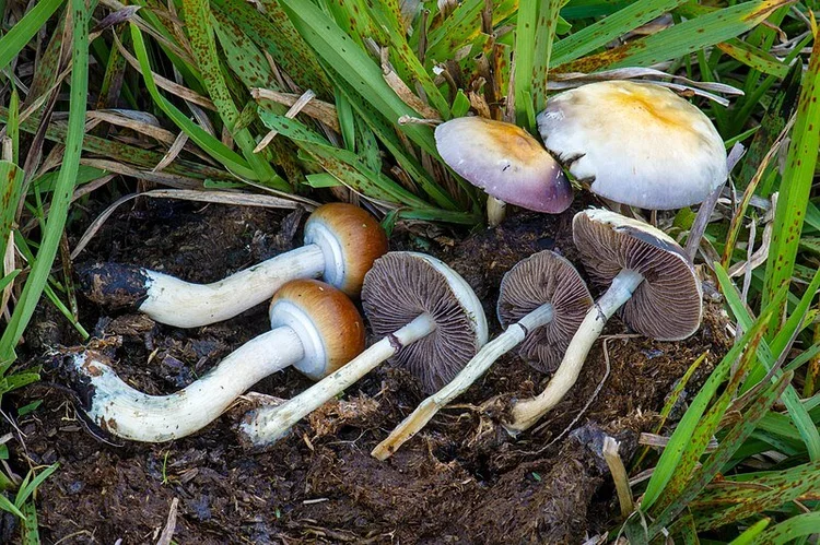 Entheogens — The Psychedelic Society
