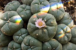 Entheogens — The Psychedelic Society