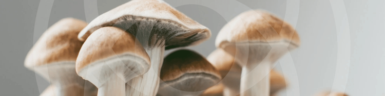 Entheogens — The Psychedelic Society