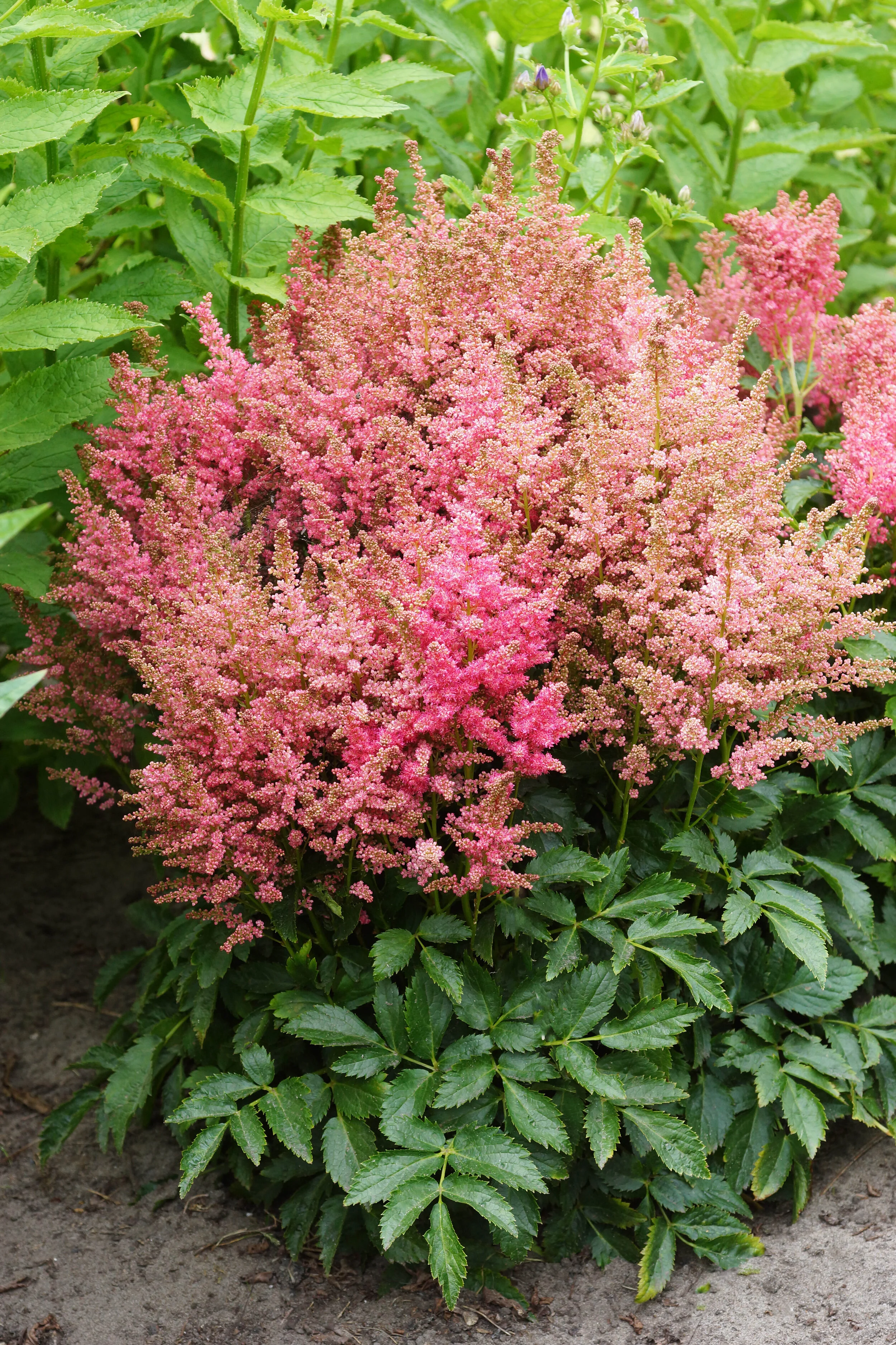 Buy herbaceous perennials and ornamental grasses online from our ...