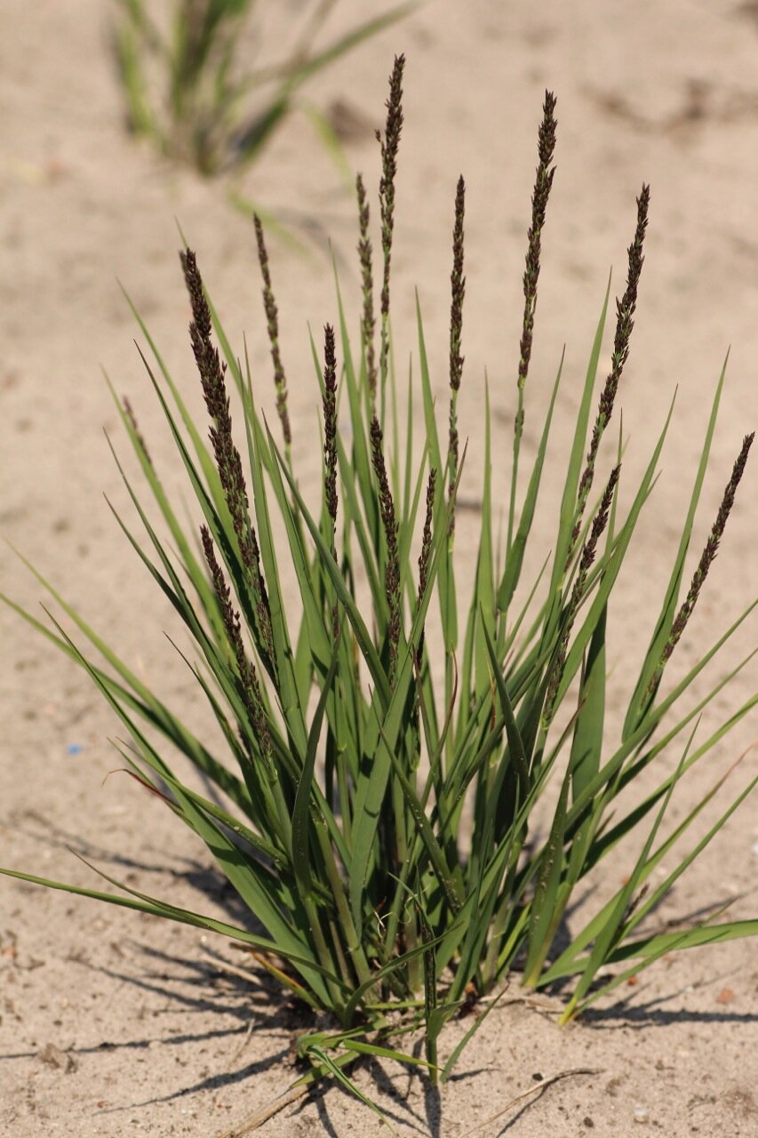 Molinia caerulea 'Moorhexe' — Ashcroft's Perennials and Ornamental Grasses