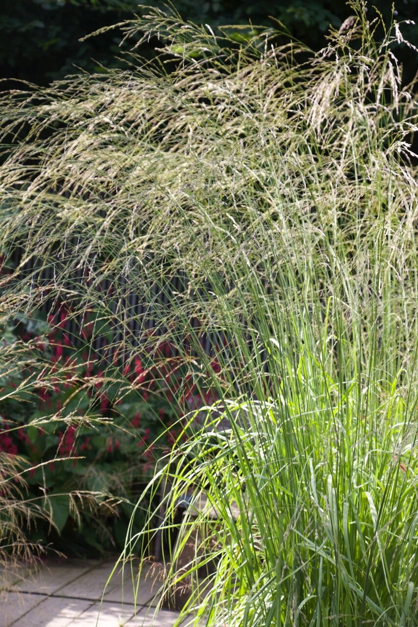 Molinia caerulea ssp. arundinacea 'Transparent' — Ashcroft's Perennials ...