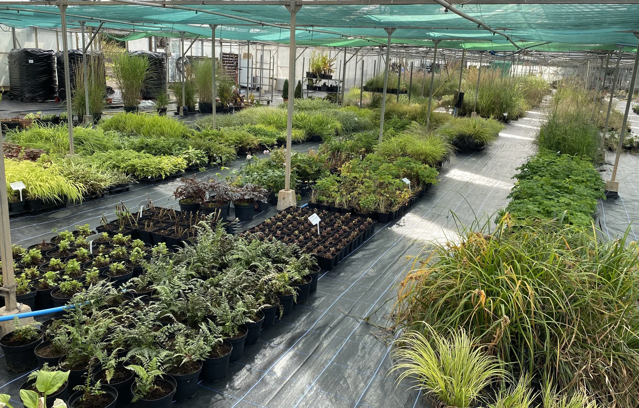 Contact — Ashcroft's Perennials and Ornamental Grasses