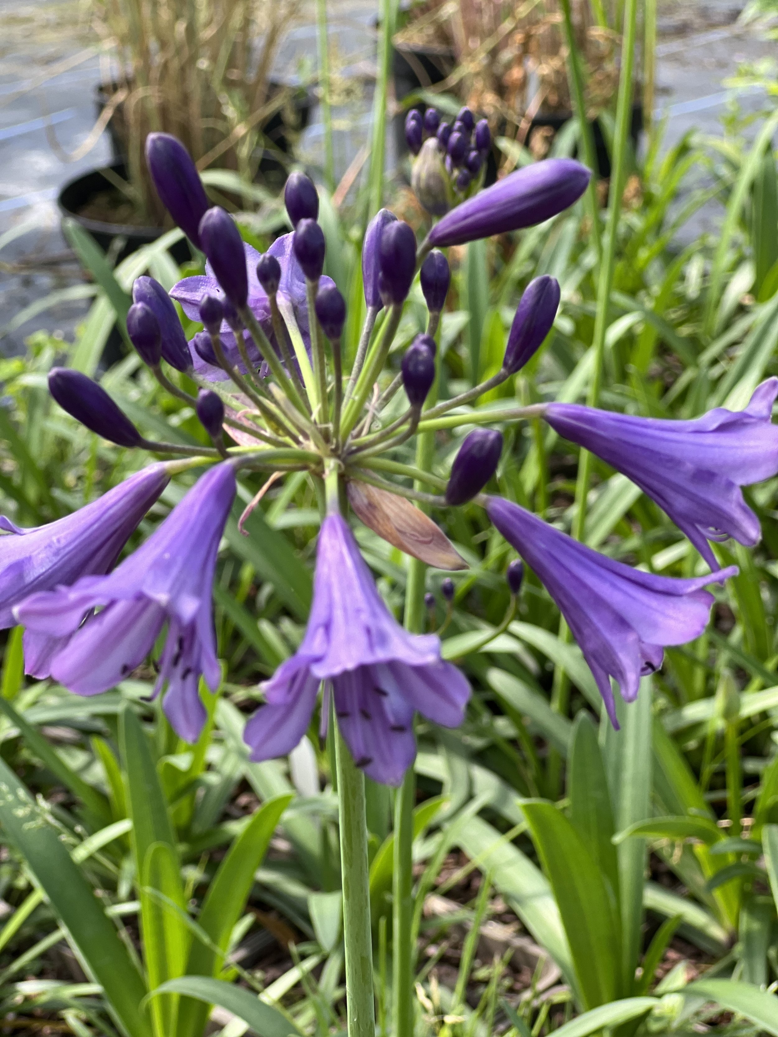 Buy herbaceous perennials and ornamental grasses online from our ...