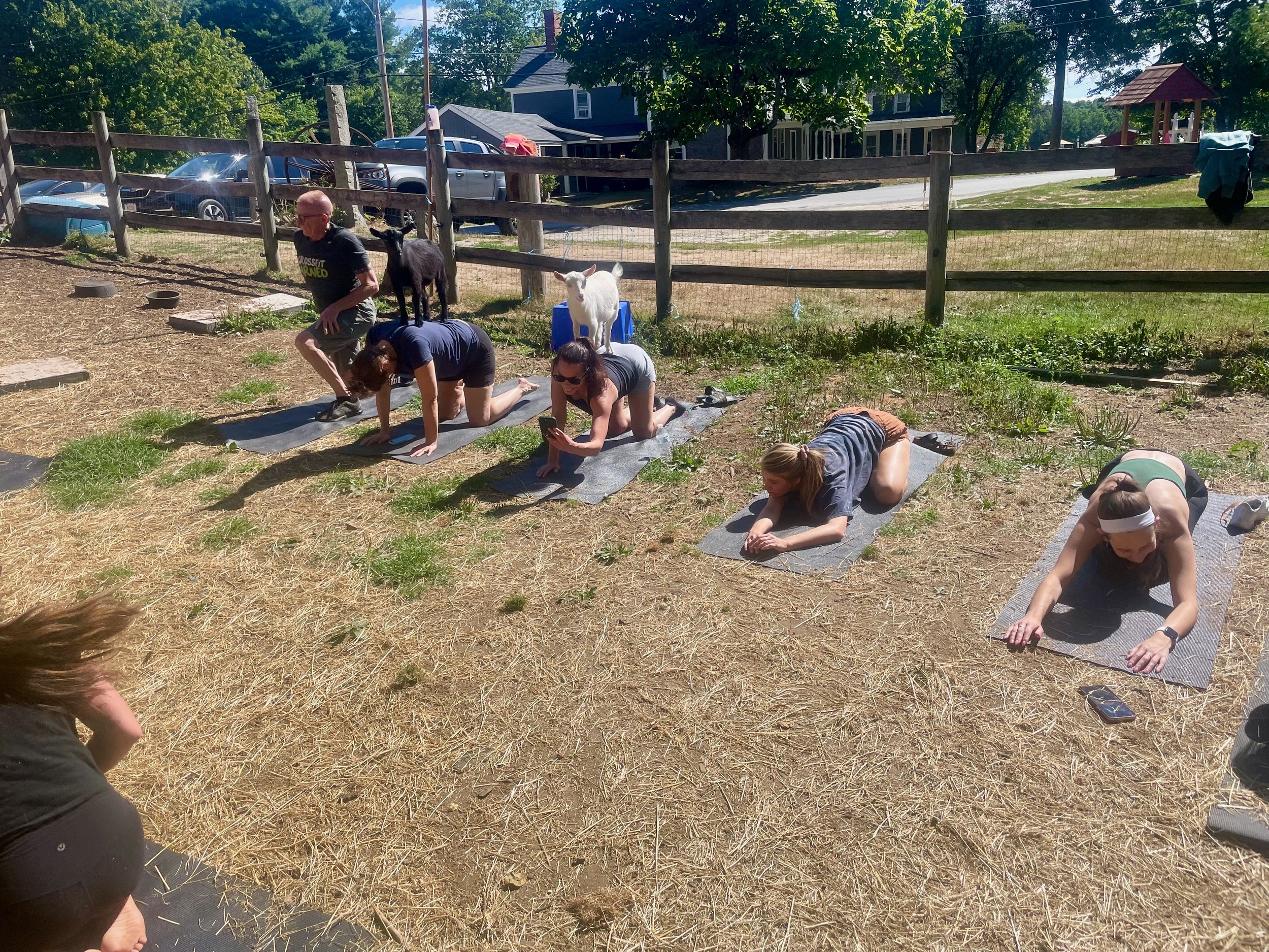 Goat Yoga — Good Pickin' Farm