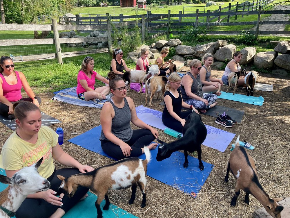Goat Yoga — Good Pickin' Farm