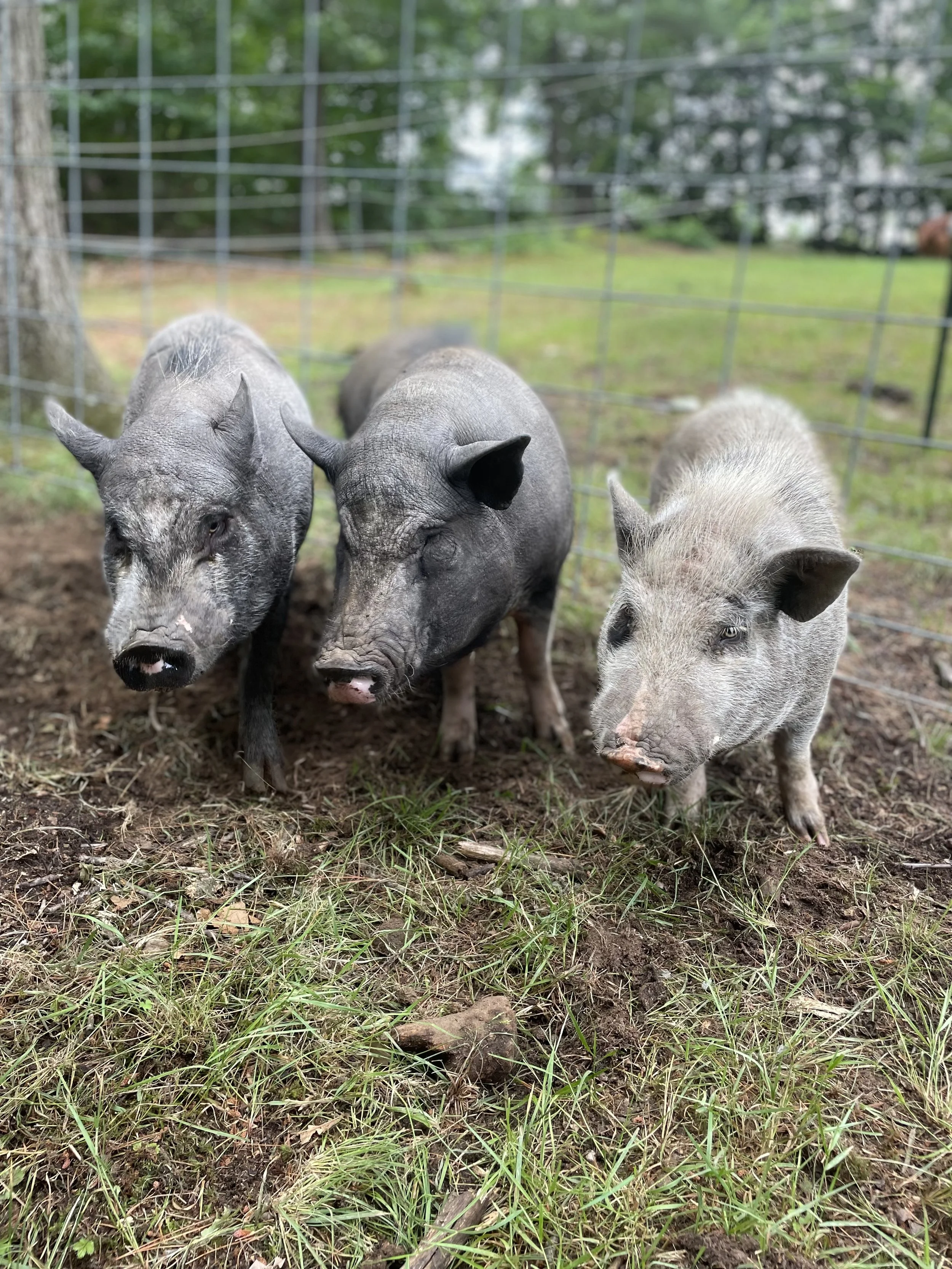 Farm Shop & Online Store at Good Pickin' Farm — Good Pickin' Farm