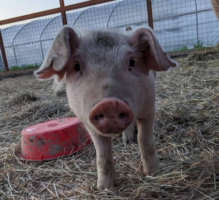 Topaz Farm | Pumpkin Patch & U-Pick | Sauvie Island Portland