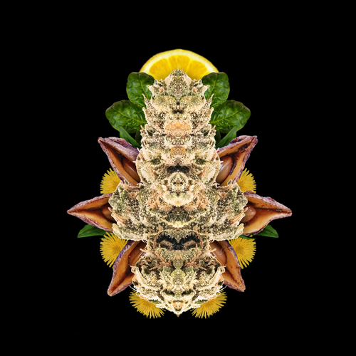 Mighty Myrcene Terpene: Aroma, Flavor, Effects | COTC