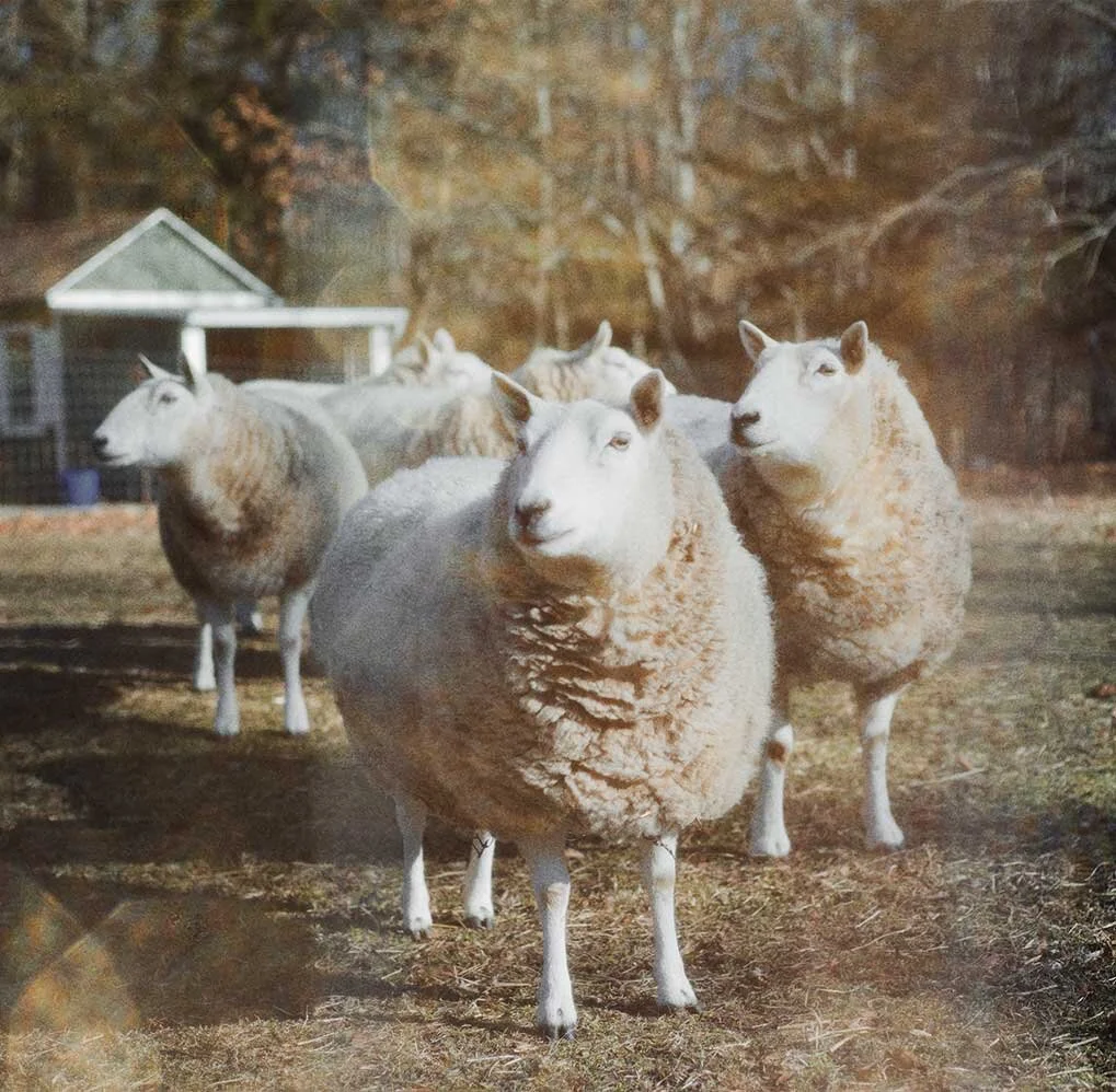 B&B, Weddings and Private Events | Mama Farm