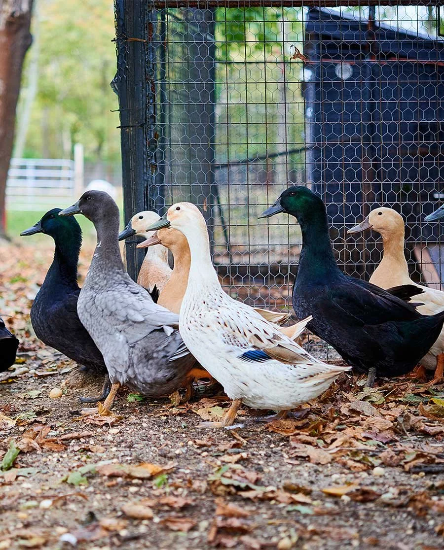 Private Events Venue in Long Island, NY | Mama Farm