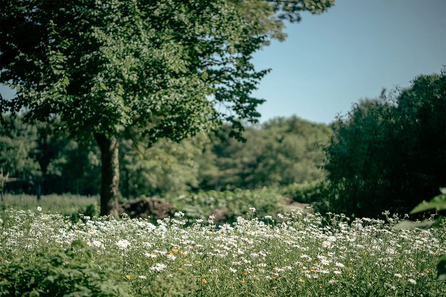 MAMA FARM