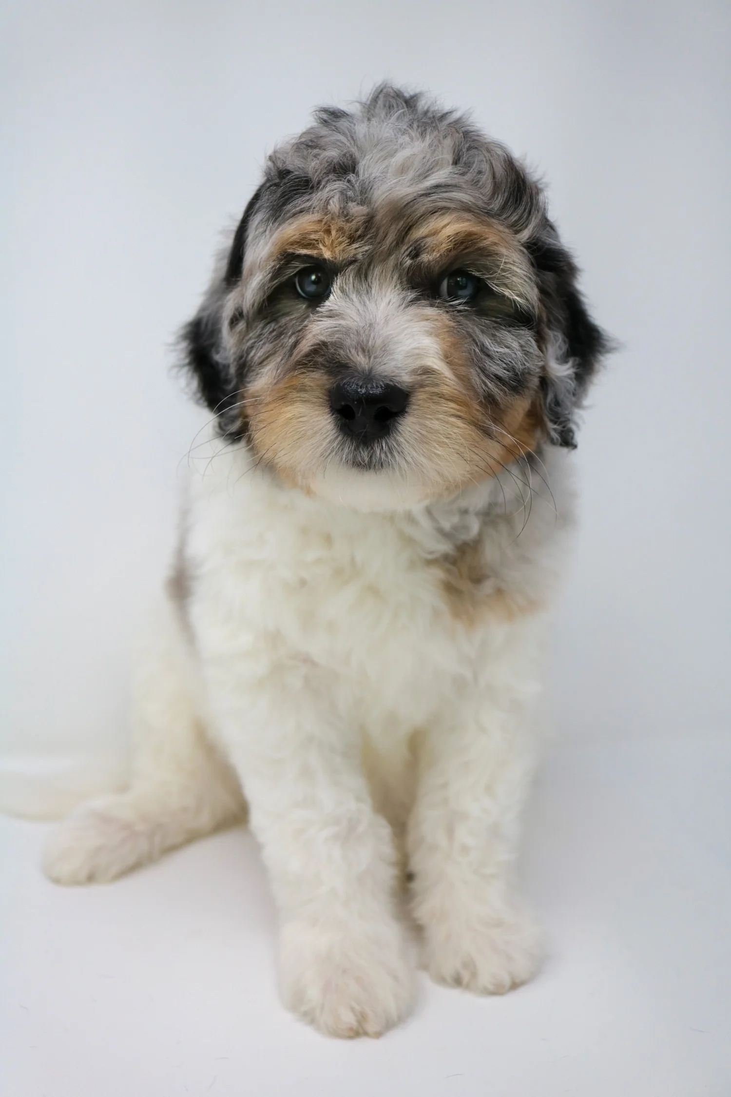 Available Bordoodle Puppies — Pacific Northwest Doodles