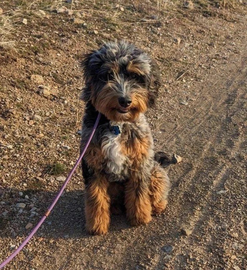 Available Puppies | Cavapoo, Bernedoodle & Bordoodle Litters — Pacific ...