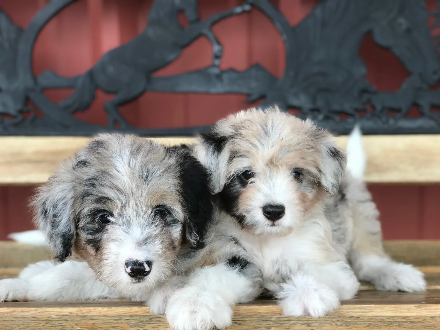 Bernedoodles, Bordoodles and Cavapoo Puppies