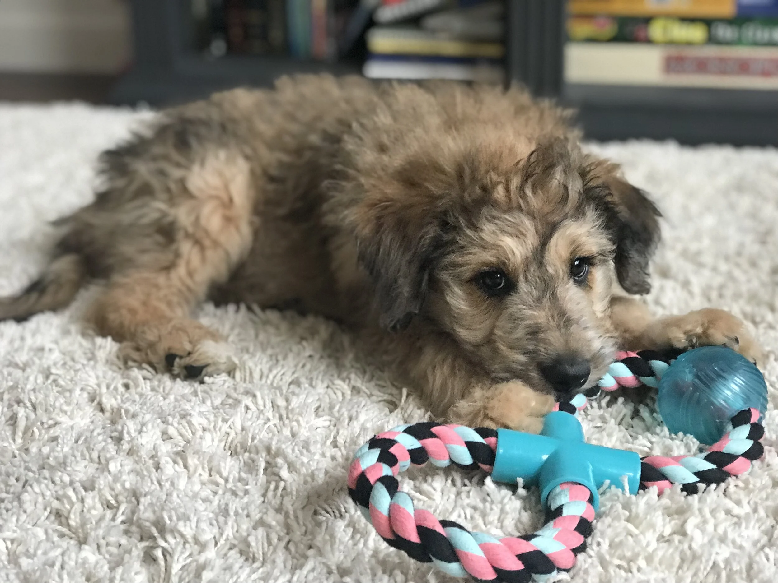 Volhard Test - Puppy Aptitude Test — Pacific Northwest Doodles