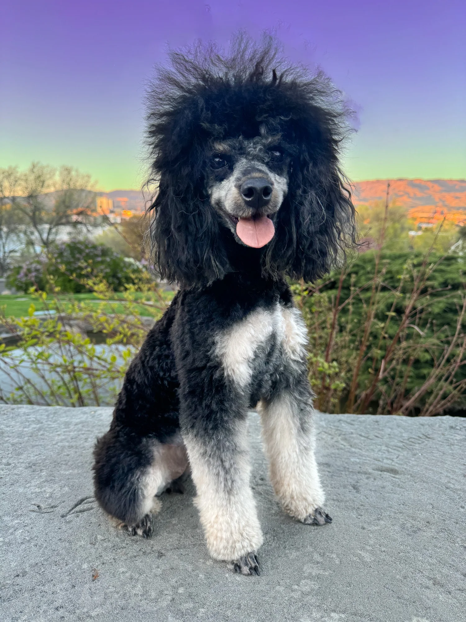 Available Puppies | Cavapoo, Bernedoodle & Bordoodle Litters — Pacific ...