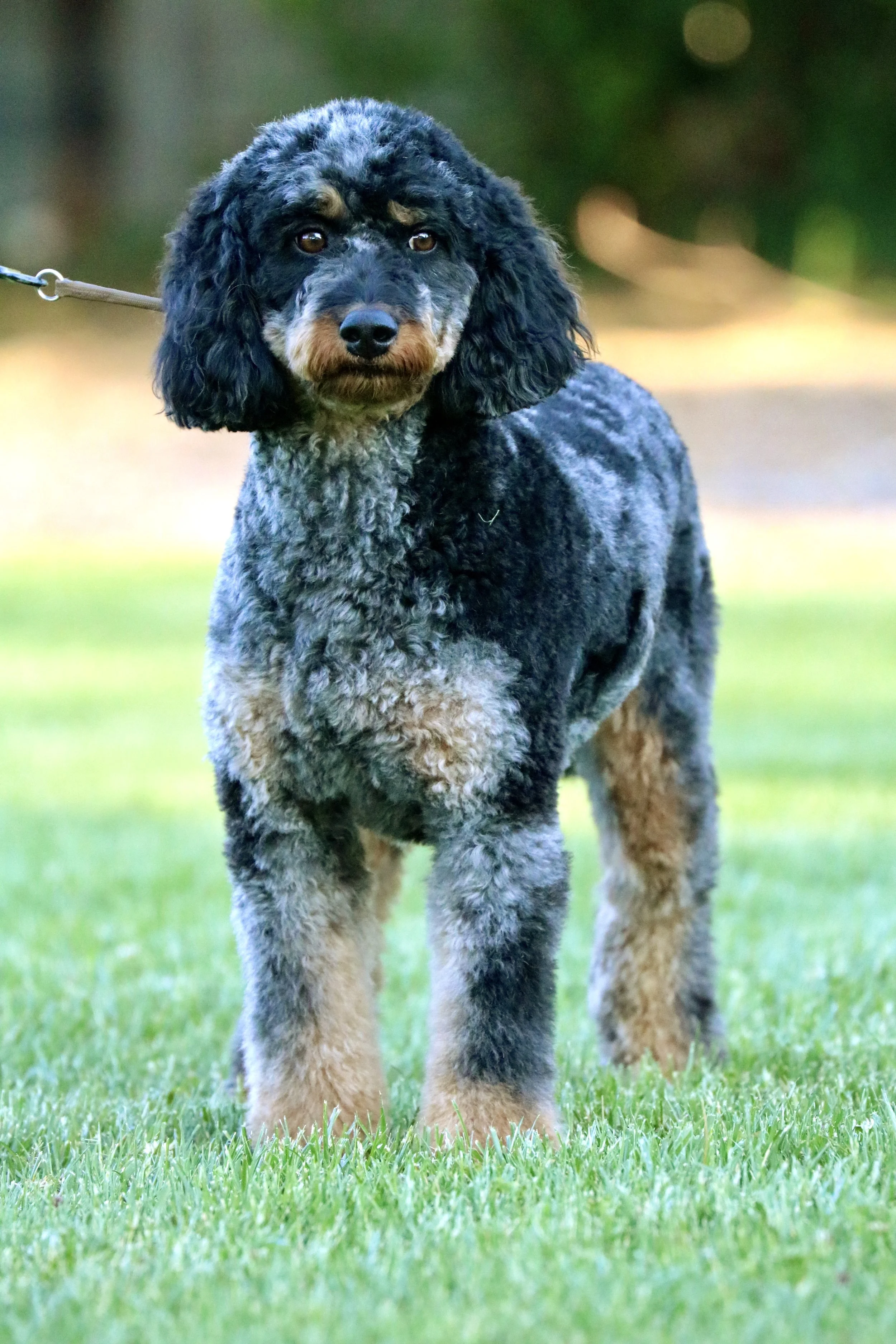 Available Puppies | Cavapoo, Bernedoodle & Bordoodle Litters — Pacific ...