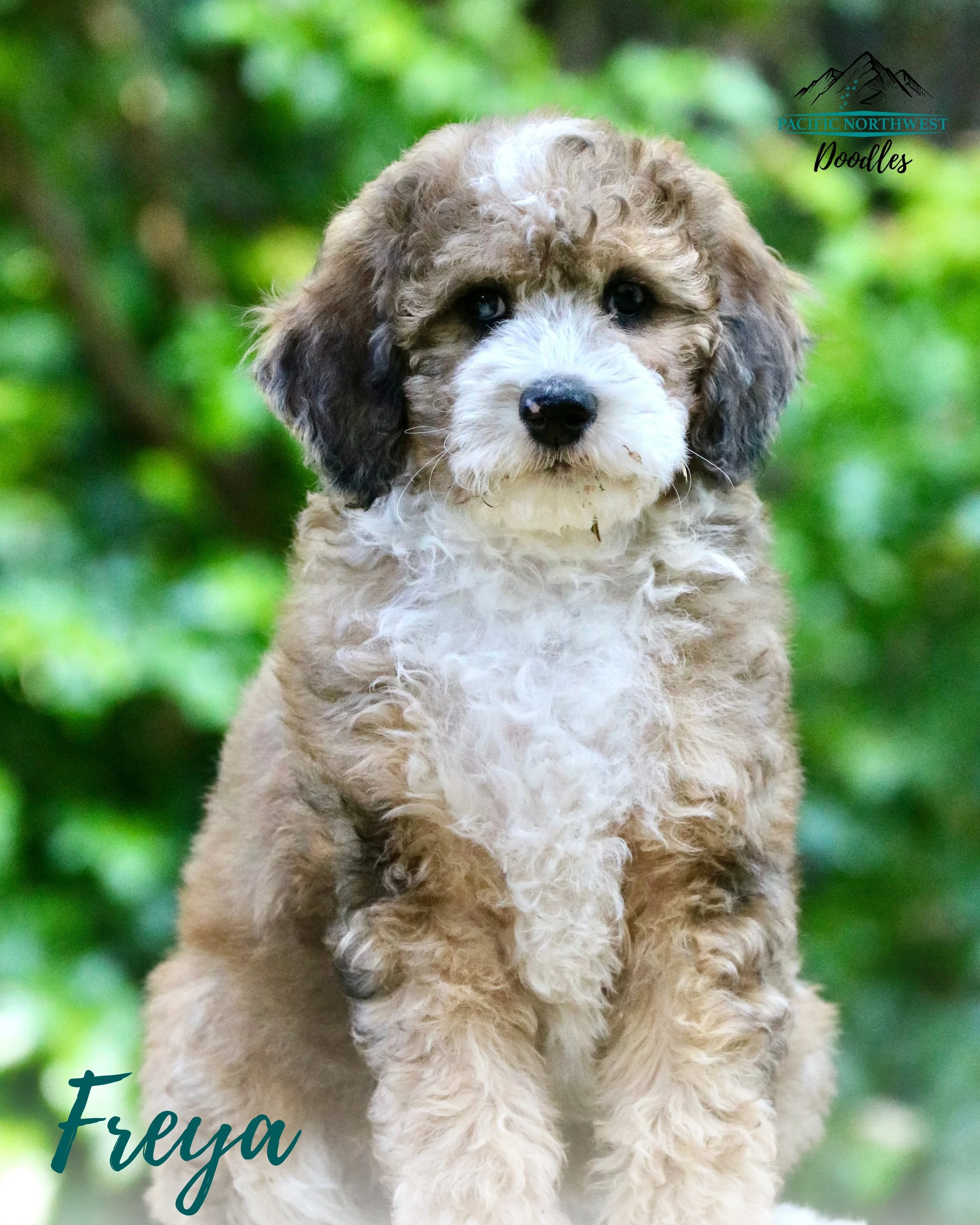 Available Puppies | Cavapoo, Bernedoodle & Bordoodle Litters — Pacific ...