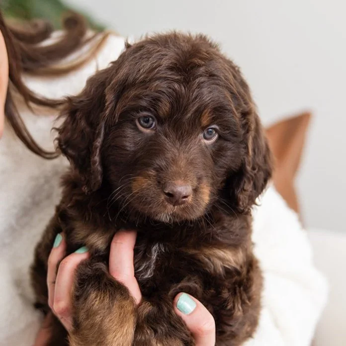 Bernedoodles and Cavapoo Puppies