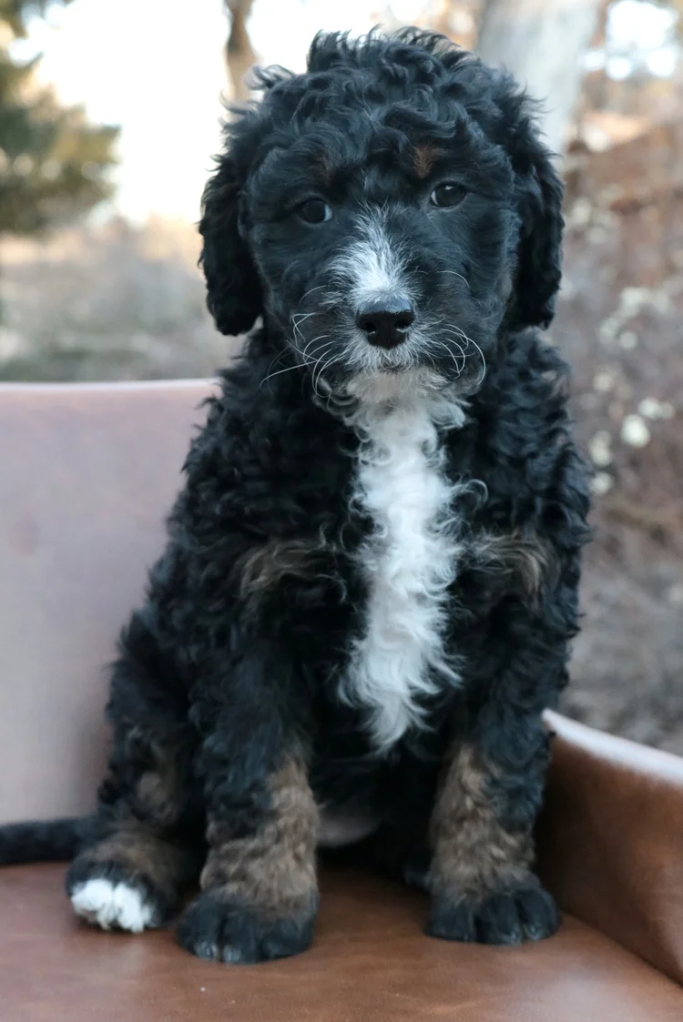 Available Puppies | Cavapoo, Bernedoodle & Bordoodle Litters — Pacific ...