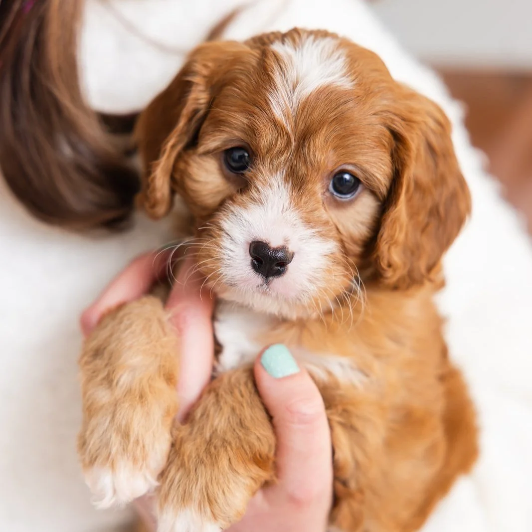 Bernedoodles and Cavapoo Puppies