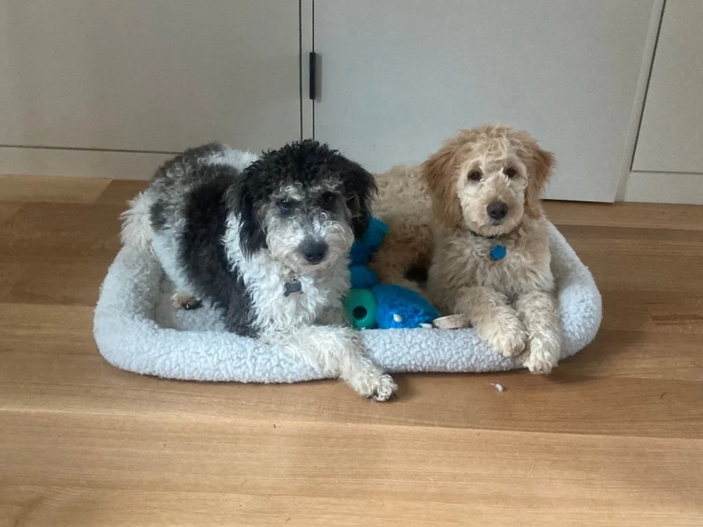 Bernedoodles, Bordoodles and Cavapoo Puppies