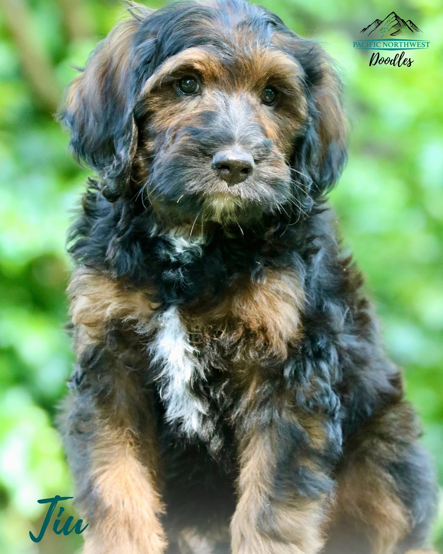 Available Puppies | Cavapoo, Bernedoodle & Bordoodle Litters — Pacific ...