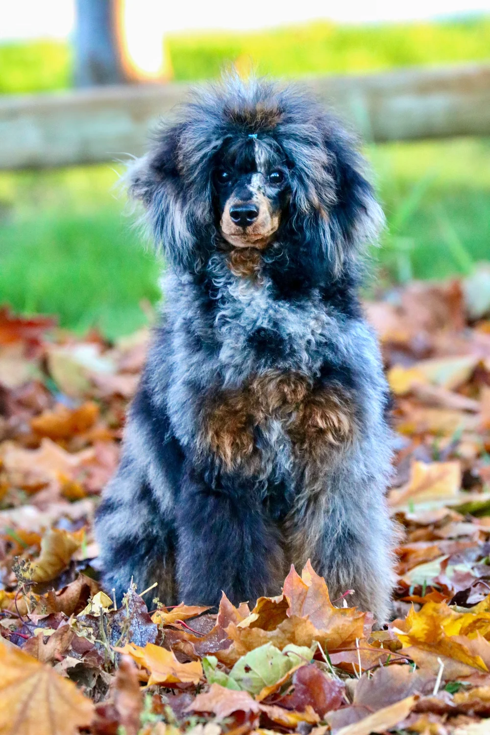 Available Puppies | Cavapoo, Bernedoodle & Bordoodle Litters — Pacific ...