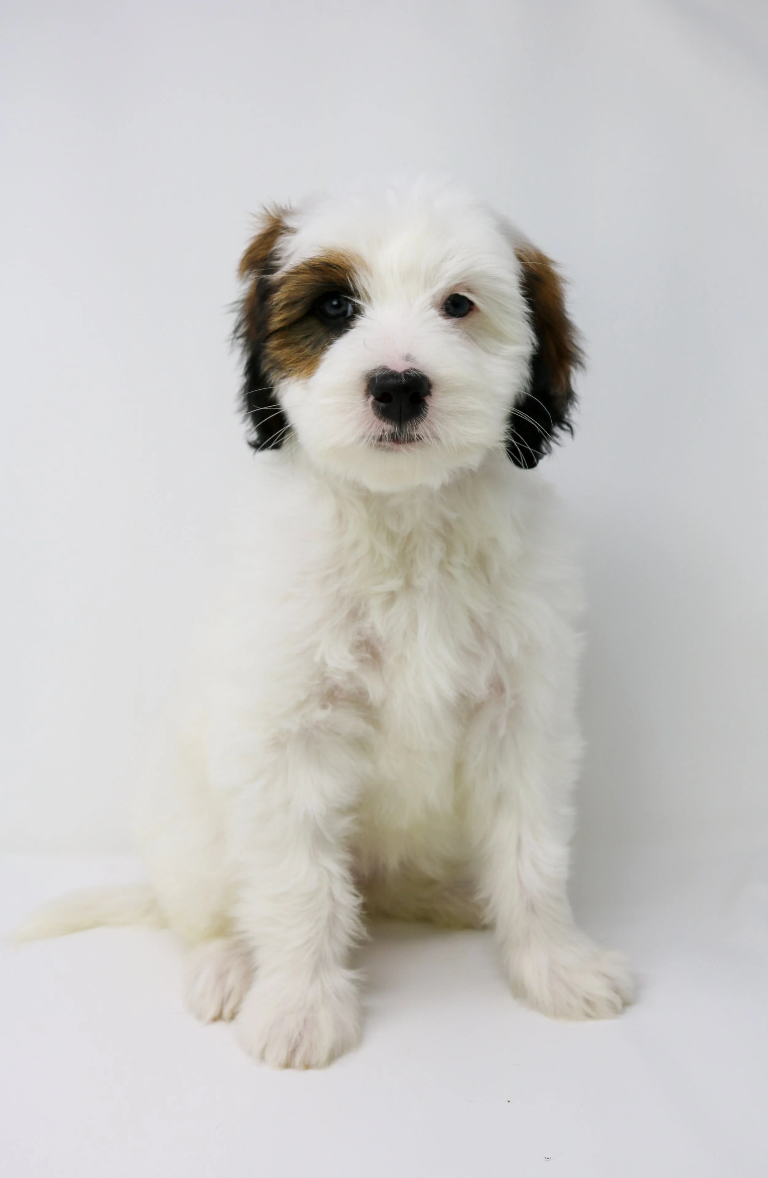 Available Bordoodle Puppies — Pacific Northwest Doodles