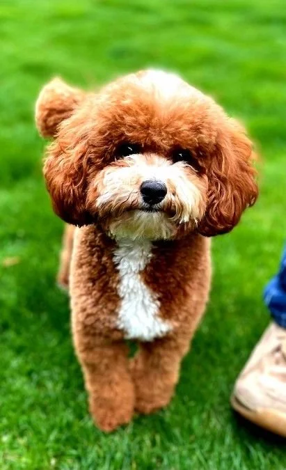 Available Puppies | Cavapoo, Bernedoodle & Bordoodle Litters — Pacific ...