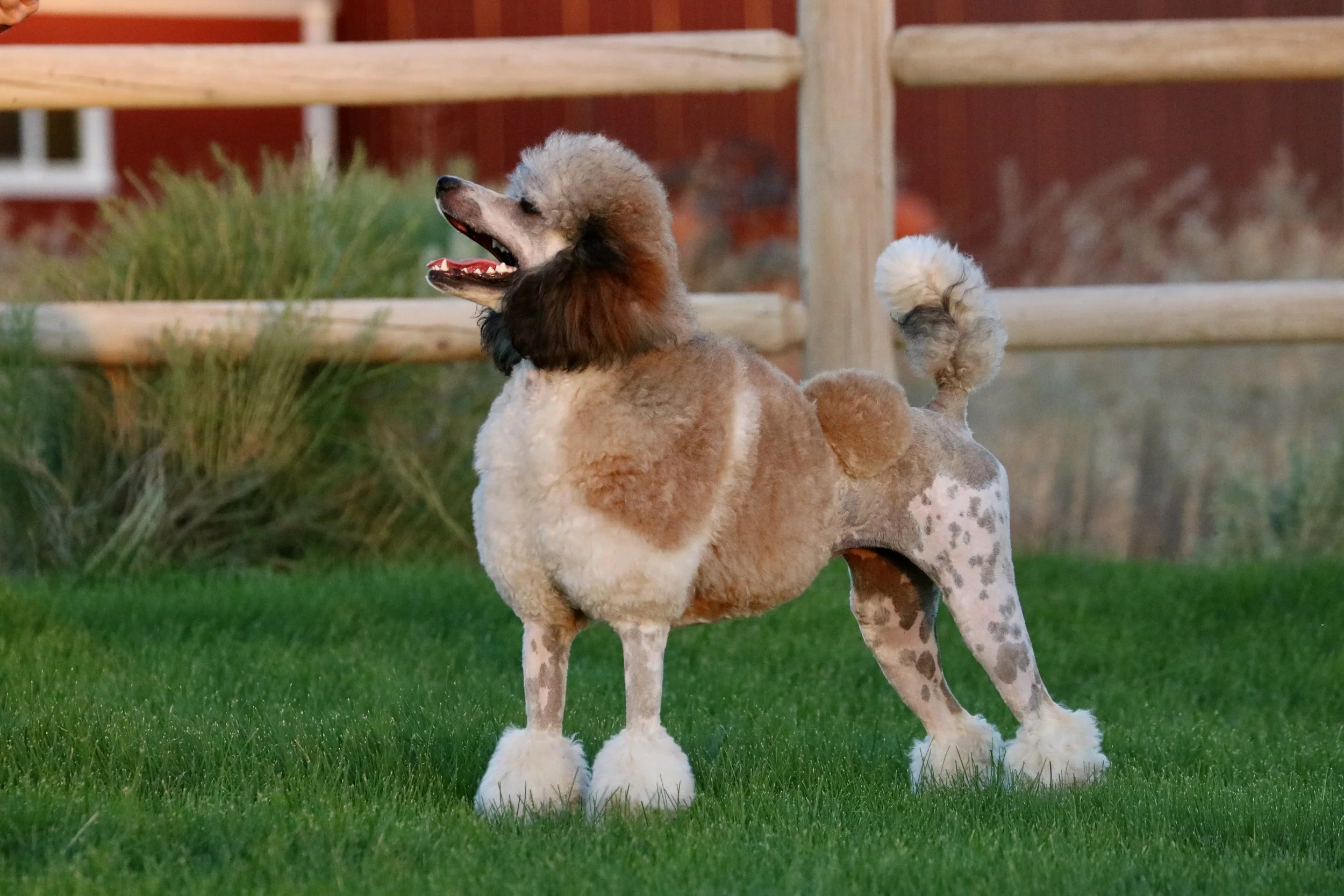 Bernedoodles, Bordoodles and Cavapoo Puppies