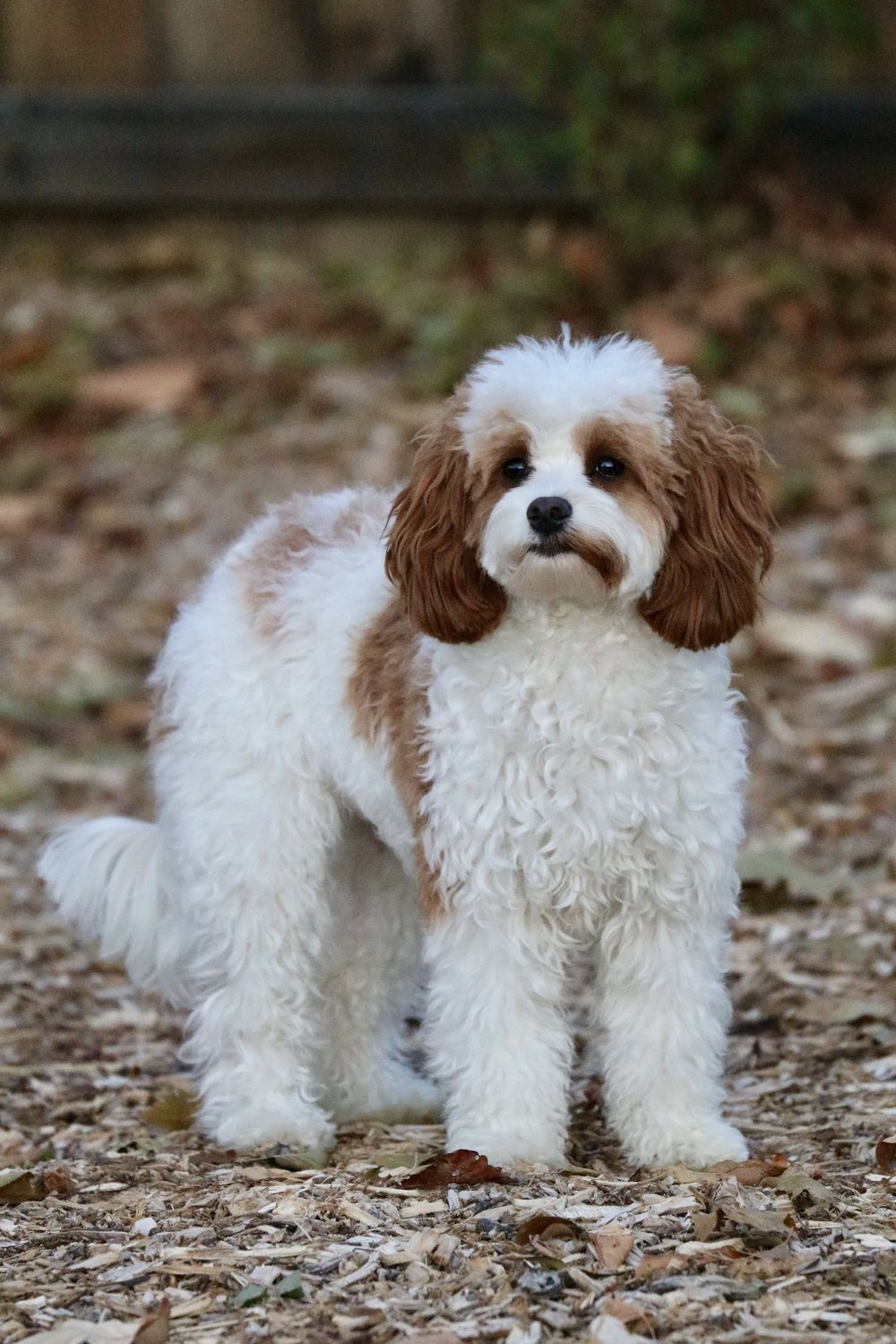 Available Puppies | Cavapoo, Bernedoodle & Bordoodle Litters — Pacific ...