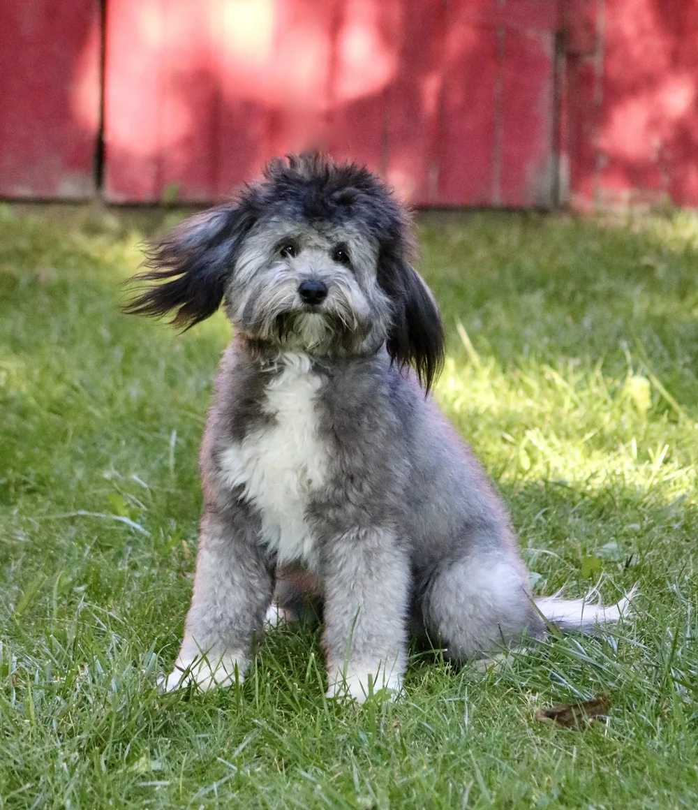 Bordoodle Puppies | Brilliant, Balanced, and Family-Ready — Pacific ...